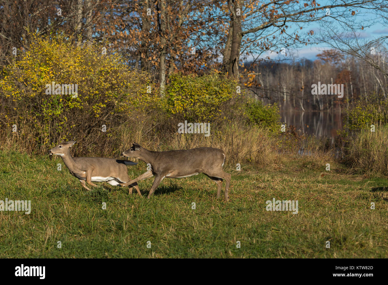 White-tailed doe chasing another doe out of her territory Stock Photo ...