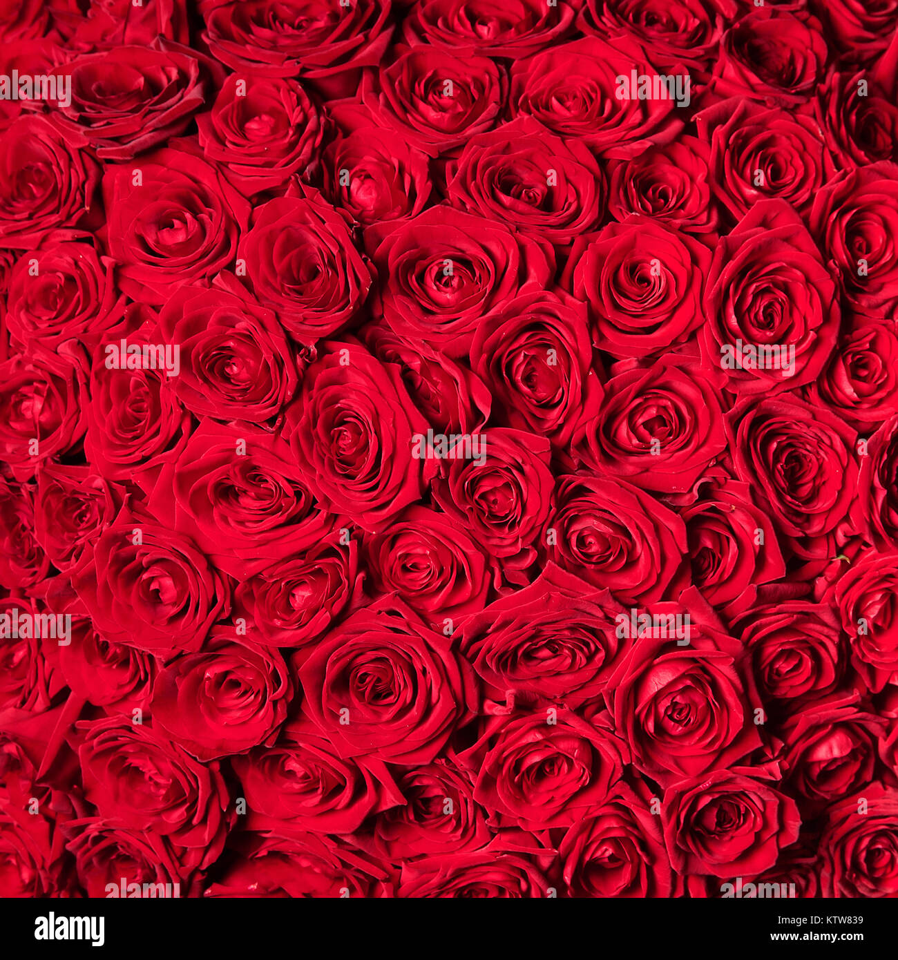 beautiful red roses Stock Photo - Alamy