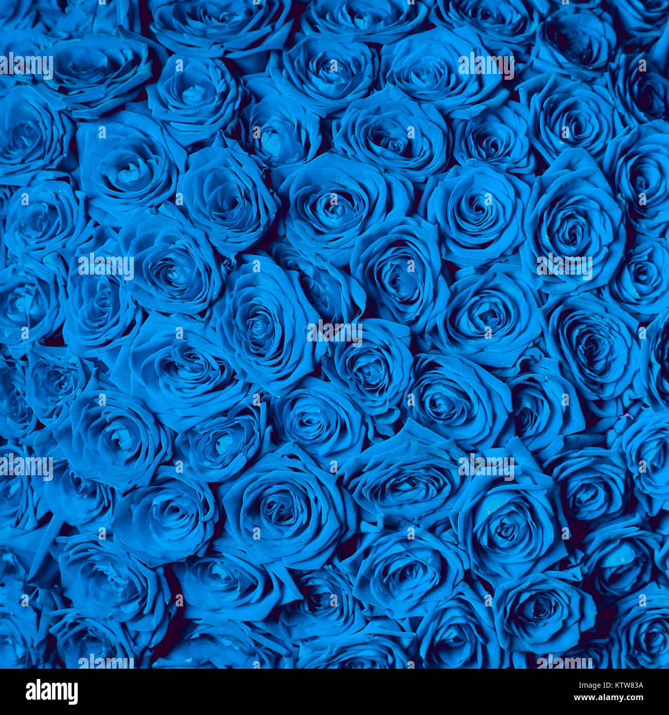 beautiful blue roses Stock Photo - Alamy