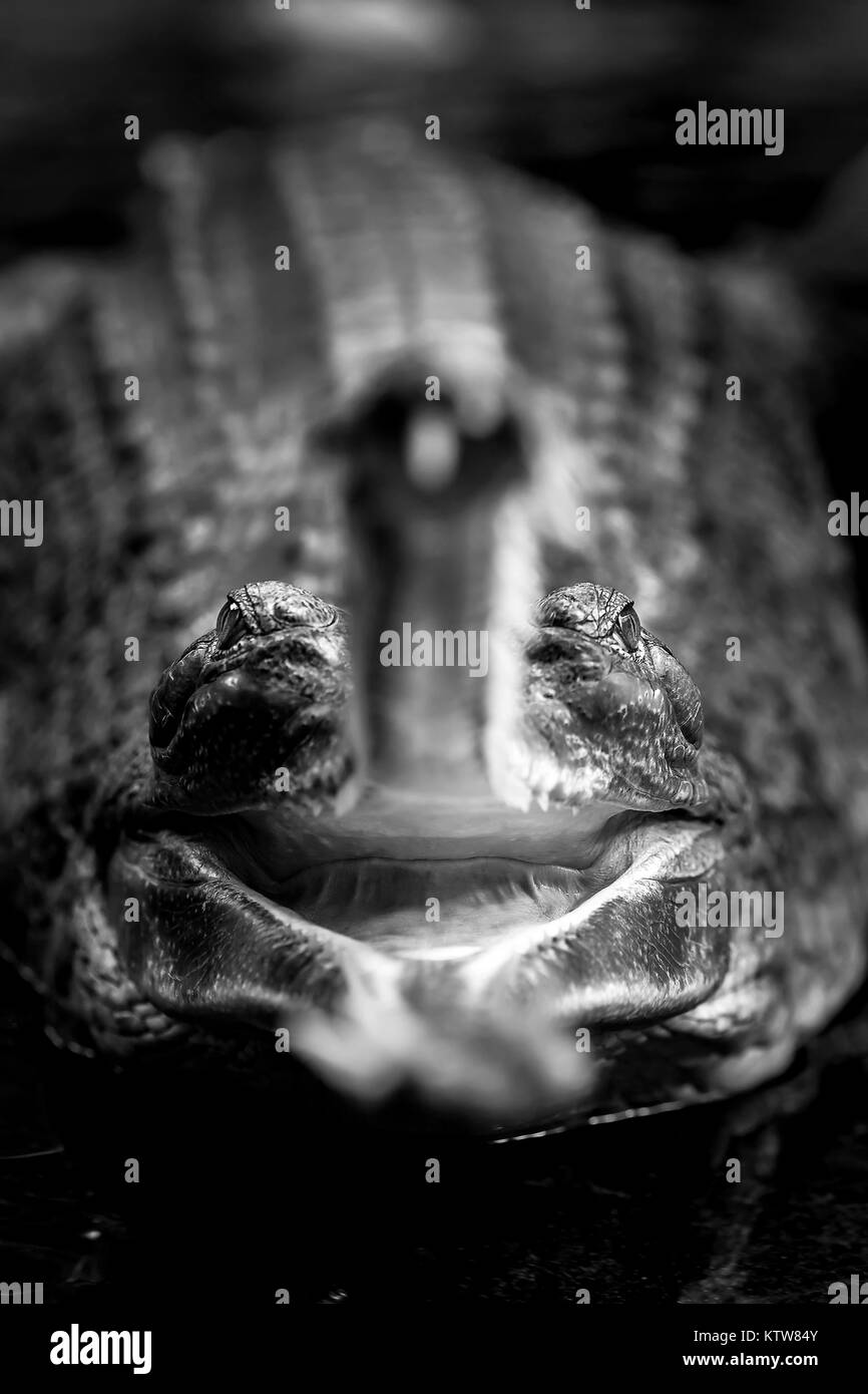 Indian gavial indian gharial gavialis Black and White Stock Photos ...