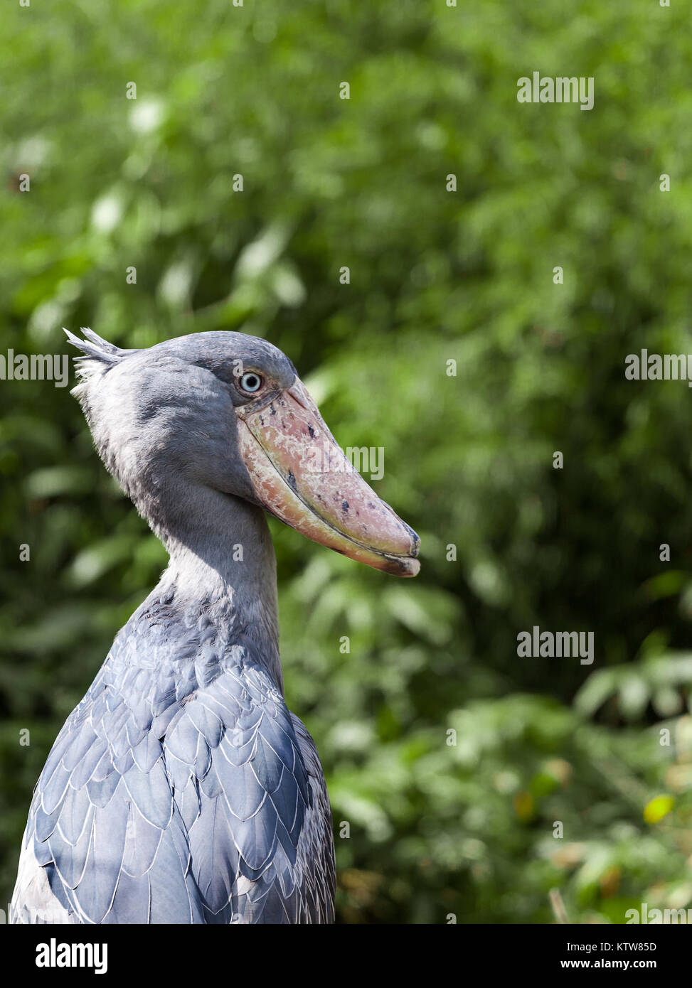 Shoebill, Abu Markub (Balaeniceps rex), is a very large stork-like bird ...