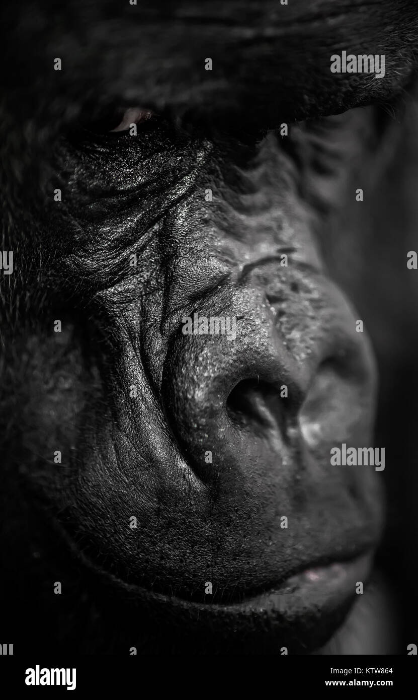 dark gorilla portrait, Silverback Gorilla Stock Photo - Alamy