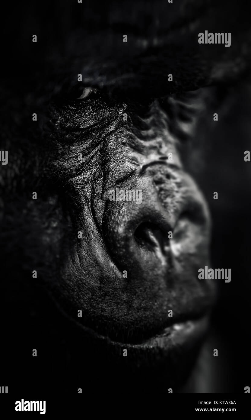 dark gorilla portrait, Silverback Gorilla Stock Photo - Alamy