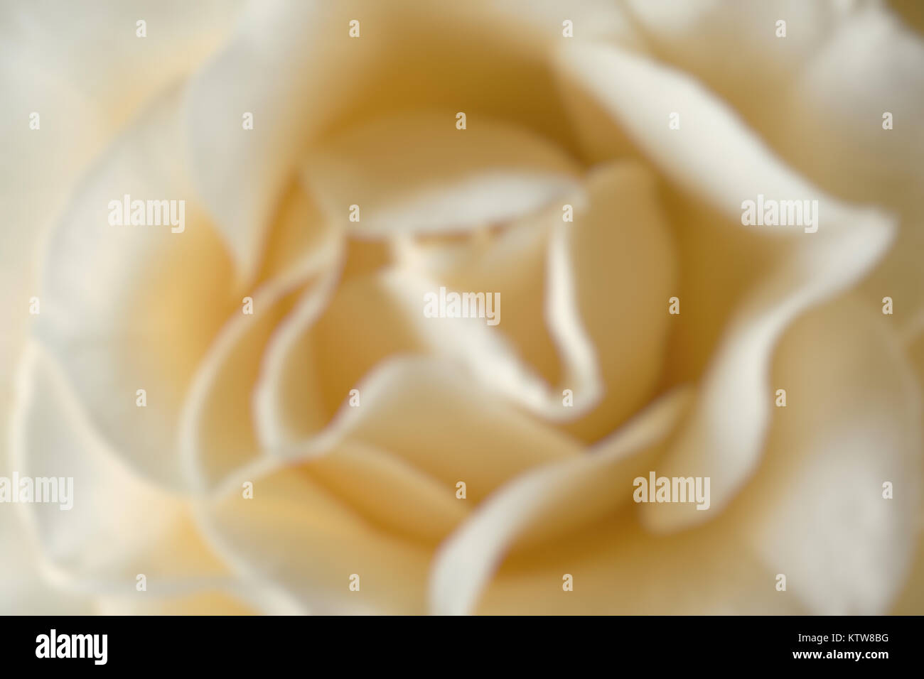 rose flower, blurred background Stock Photo - Alamy
