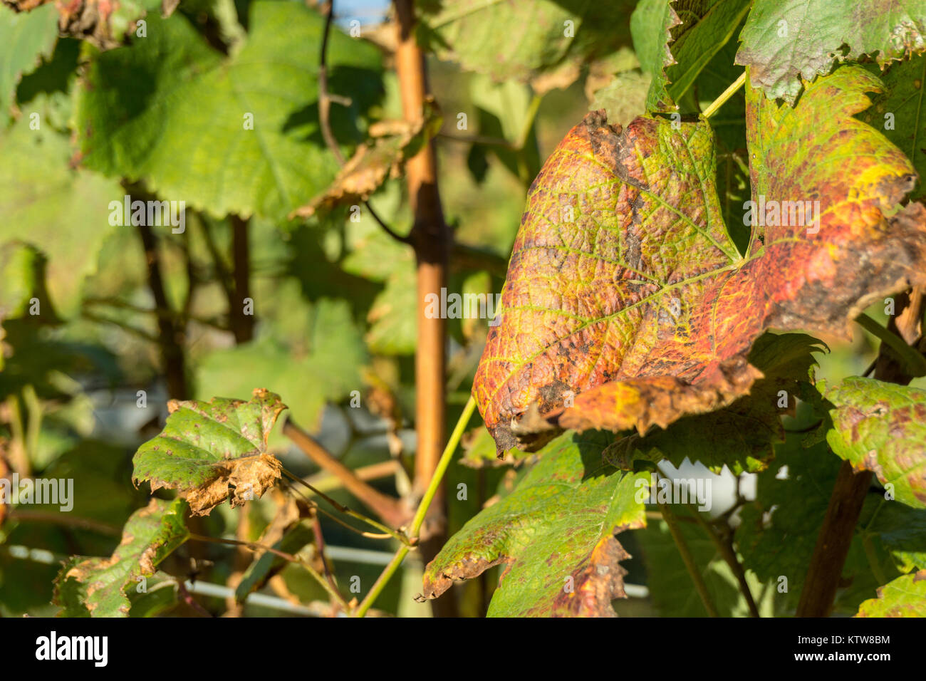 Grape leaves turning fall colors Stock Photo - Alamy