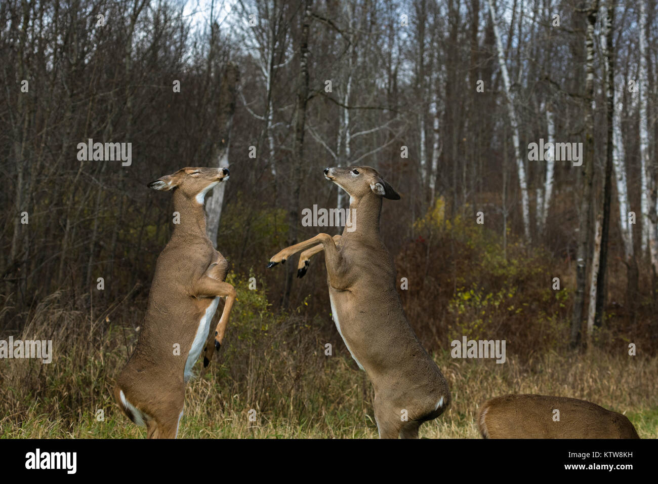 Fighting whitetail deer hi-res stock photography and images - Alamy