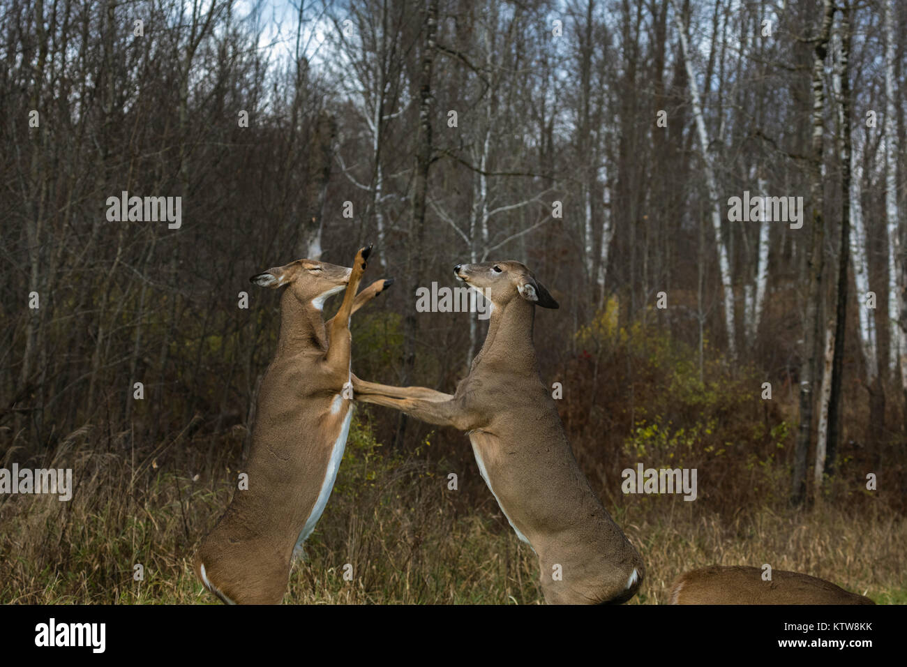 Fighting whitetail deer hi-res stock photography and images - Alamy