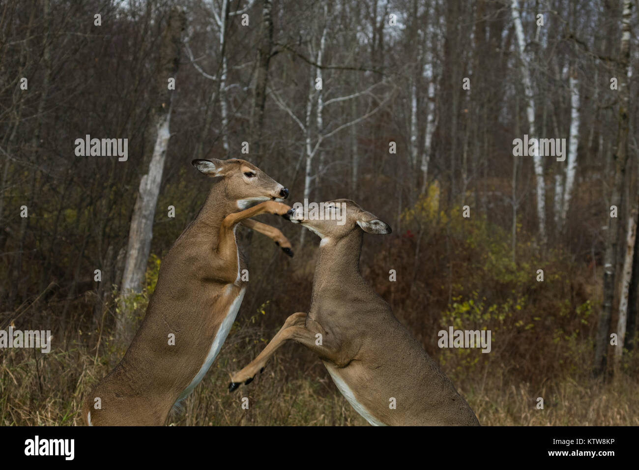 Fighting whitetail deer hi-res stock photography and images - Alamy