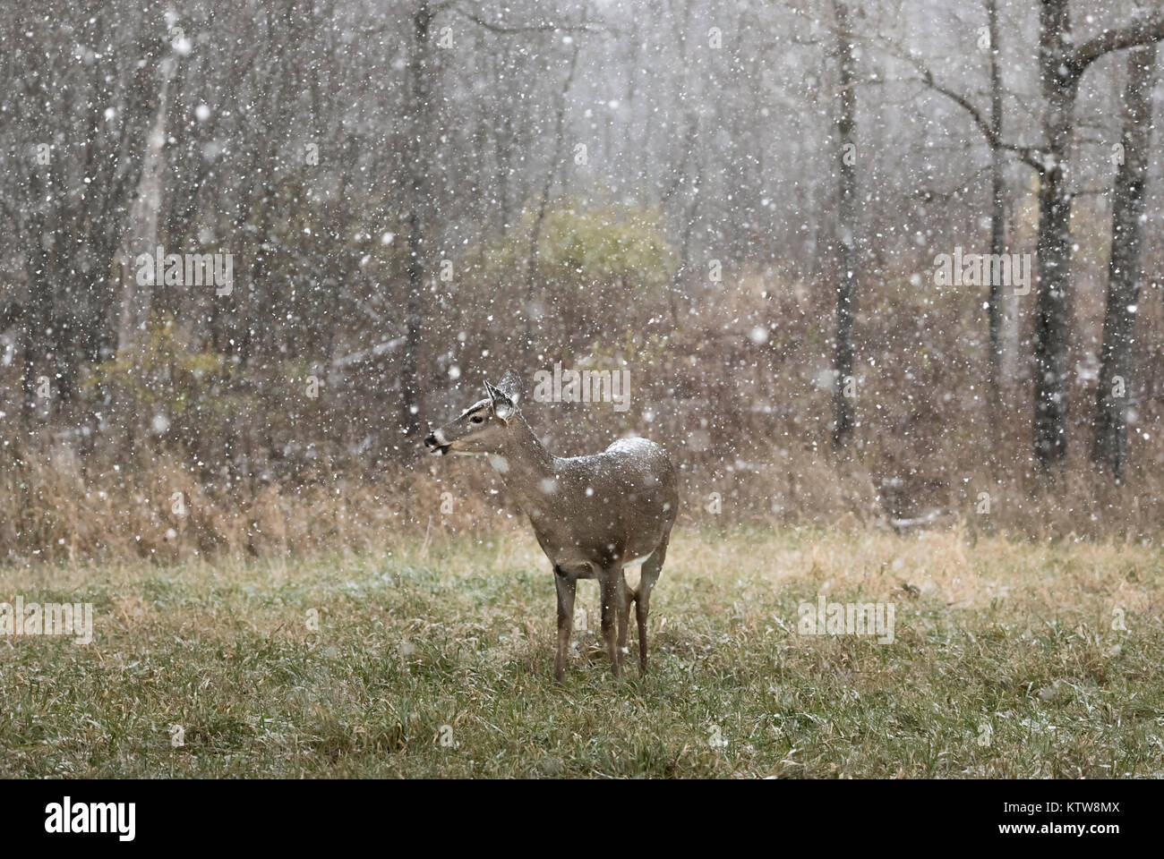 White-tailed doe standing in a meadow as the snow accumulates on her ...