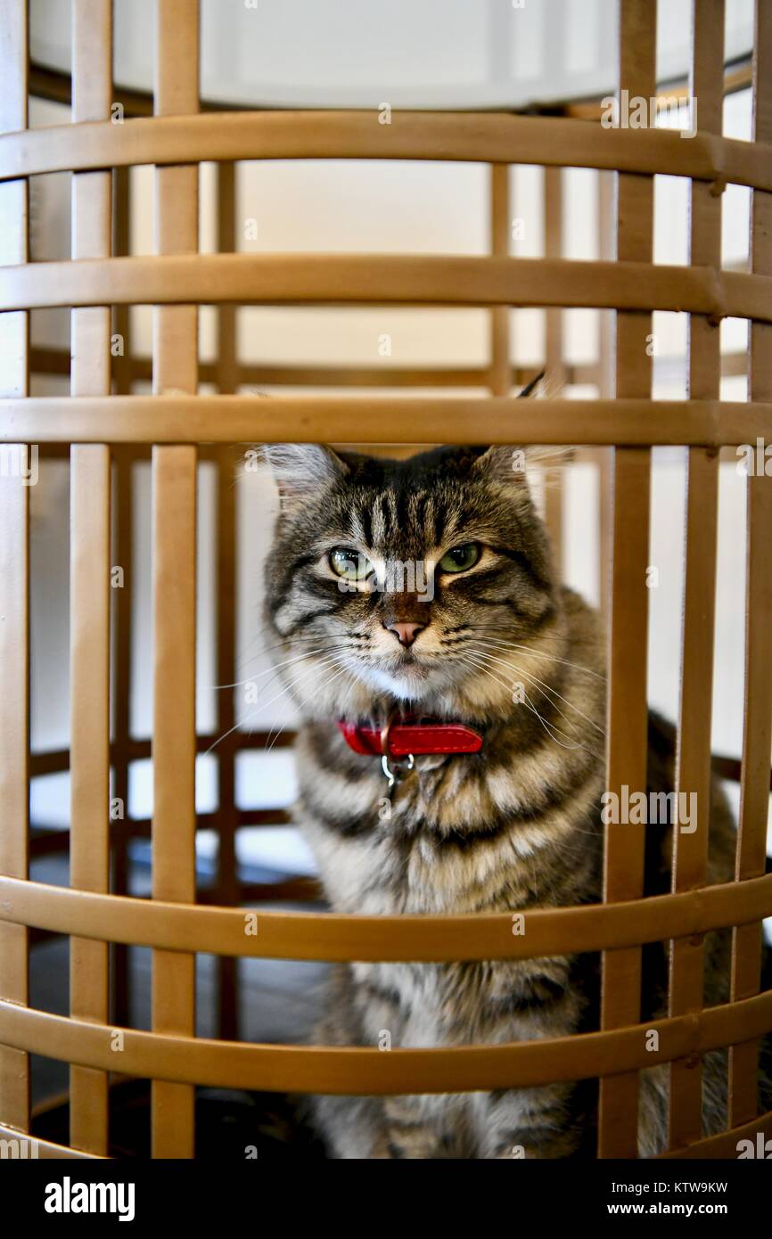 Adorable tabby cat inside small coffee table Stock Photo - Alamy