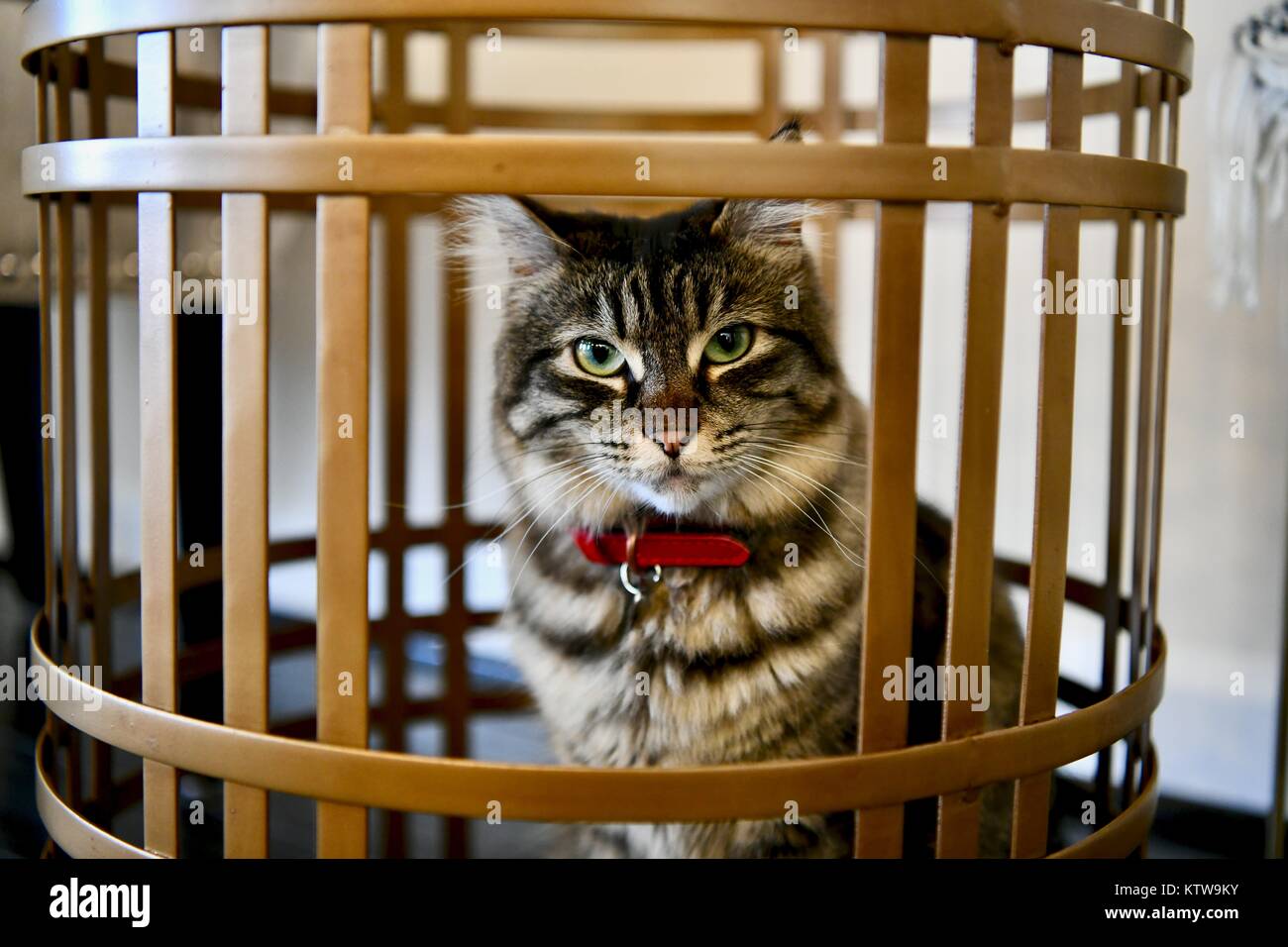 Adorable tabby cat inside small coffee table Stock Photo - Alamy