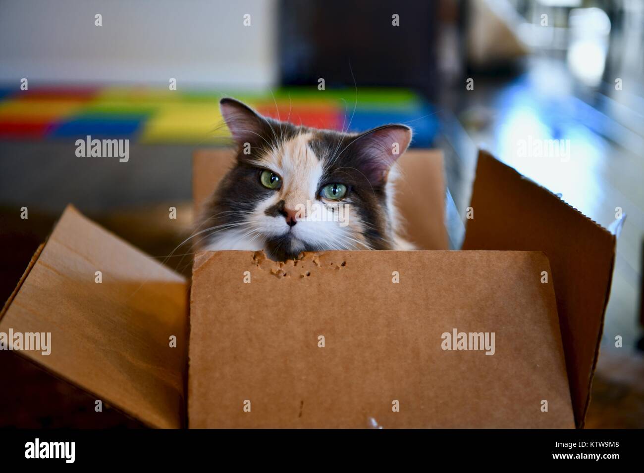 Calico cat hiding inside opened box Stock Photo - Alamy