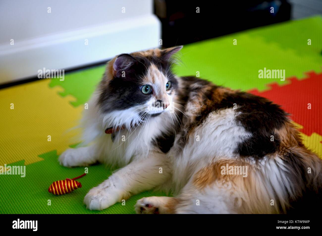 Calico cat playing with toy mouse Stock Photo - Alamy