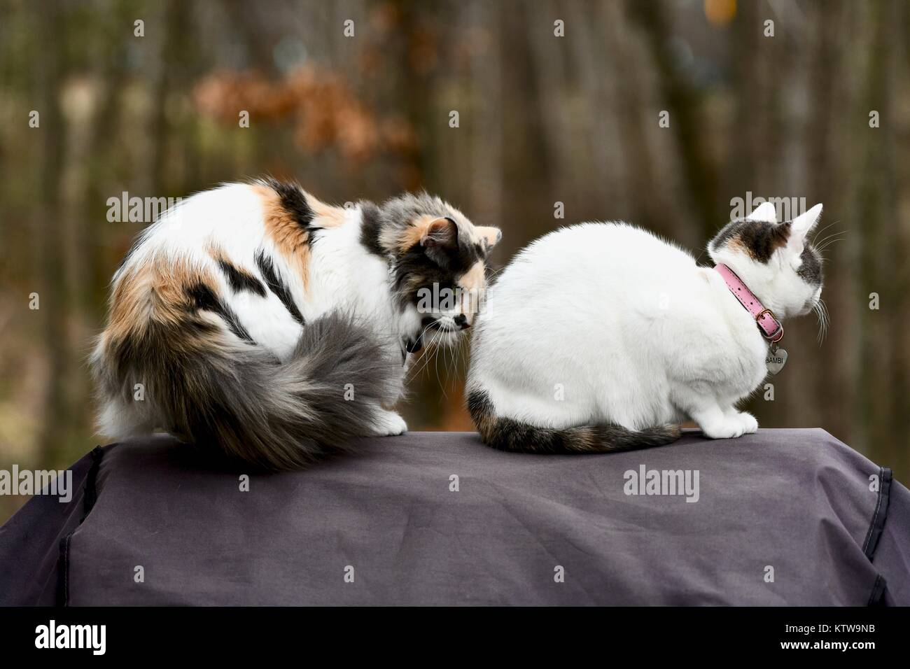 Calico Cats Outside