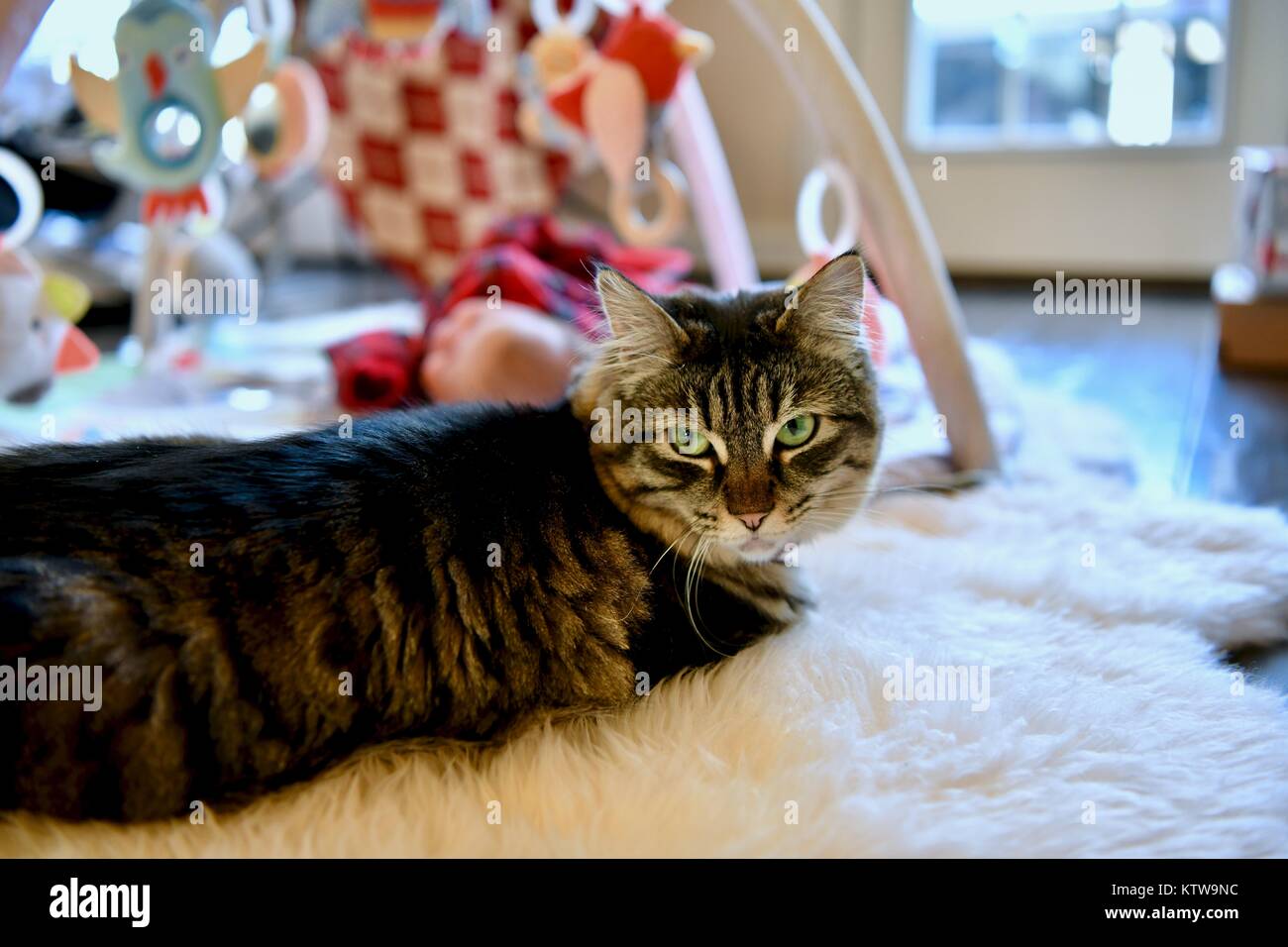 Tabby cat laying inside a babies activity gym Stock Photo - Alamy