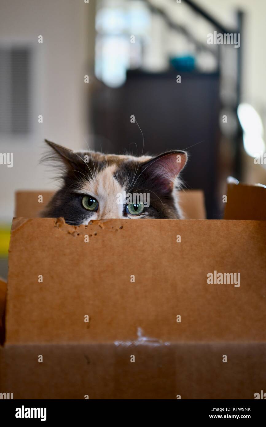 Hiding behavior in cats hi-res stock photography and images - Alamy
