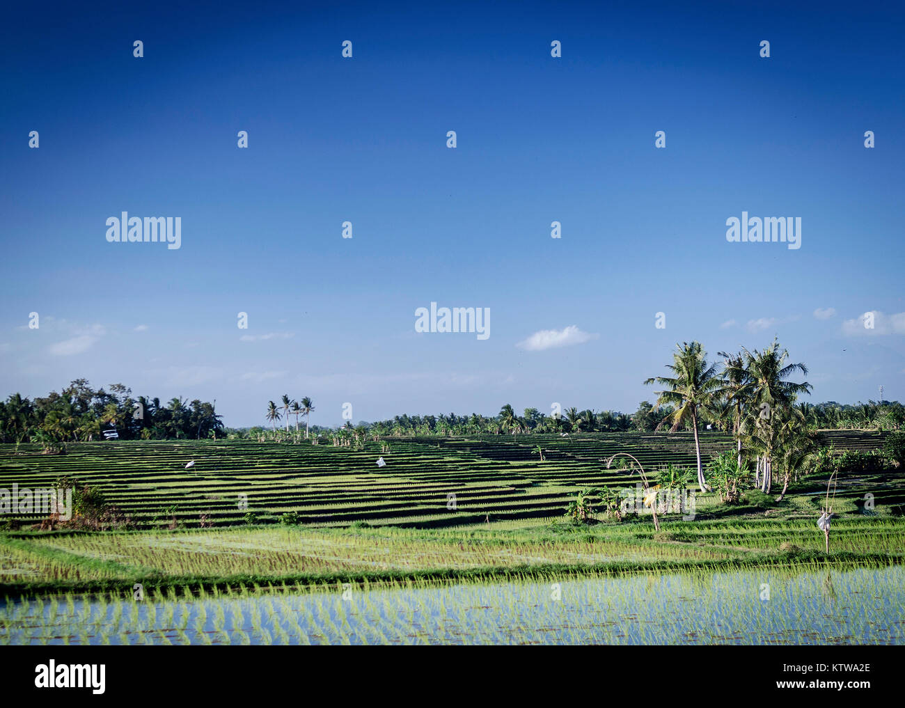 rice paddie fields rural farming landscape view near tabanan in south ...