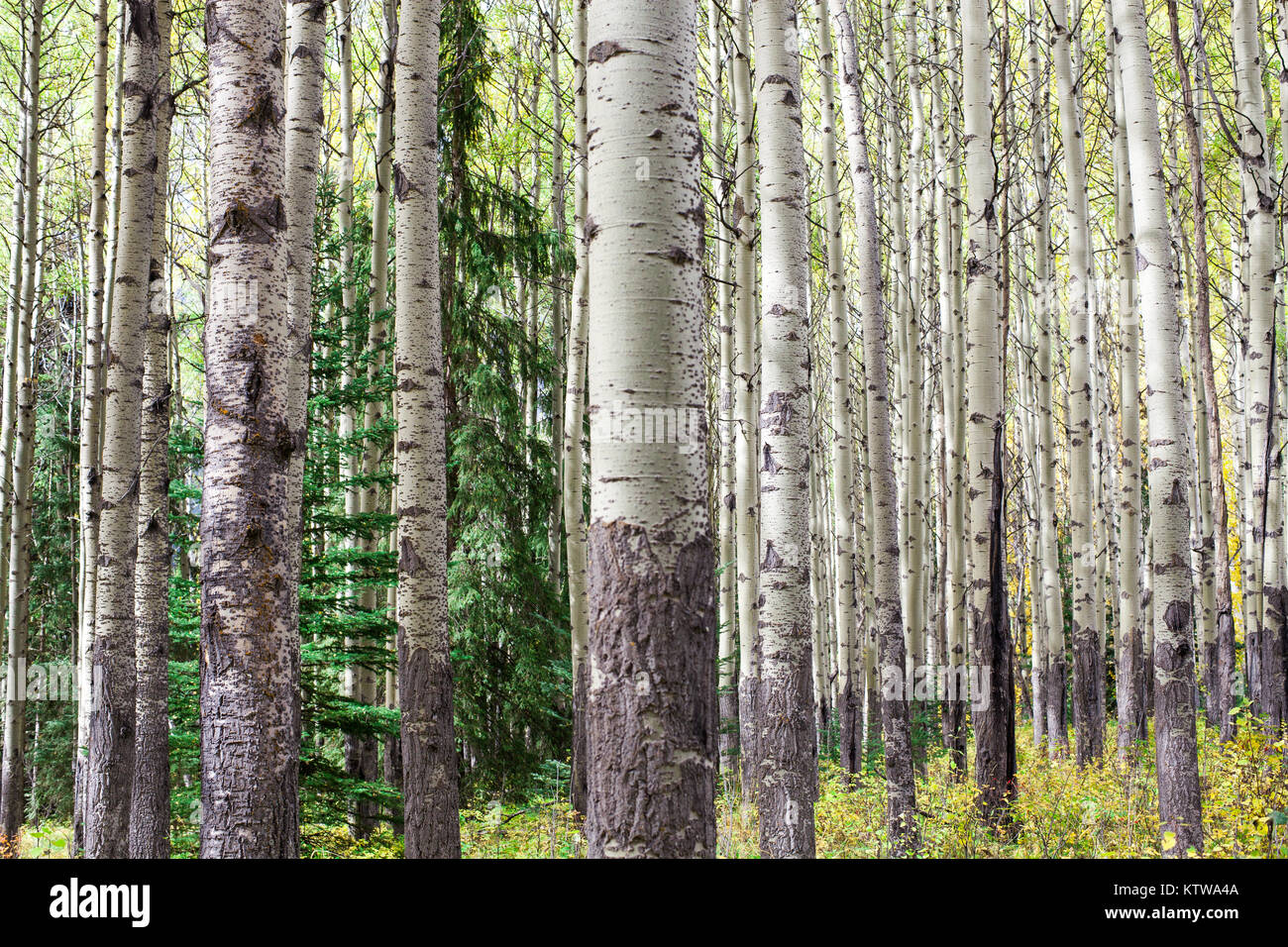 Birch Tree Leaf High Resolution Stock Photography and Images - Alamy