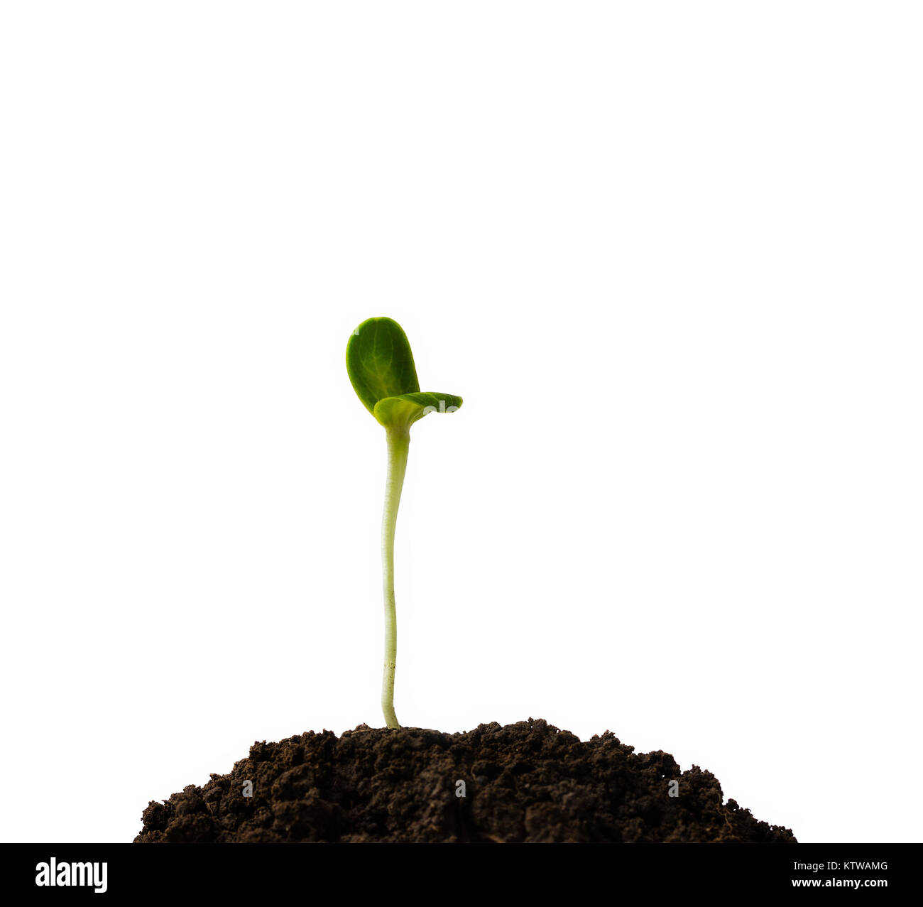 Green sprout grows from the soil isolated on white background Stock ...