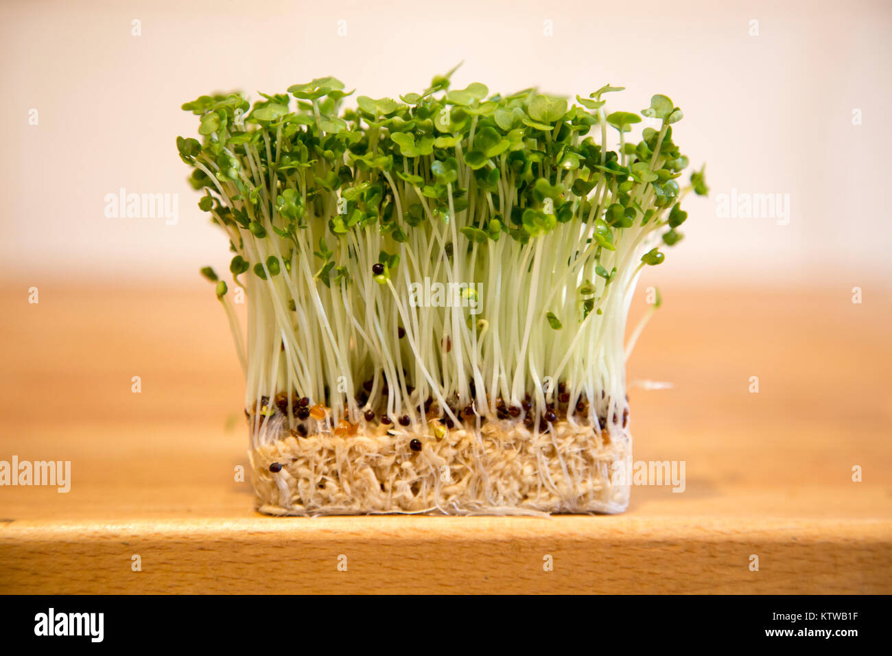 Cress growing hi-res stock photography and images - Alamy