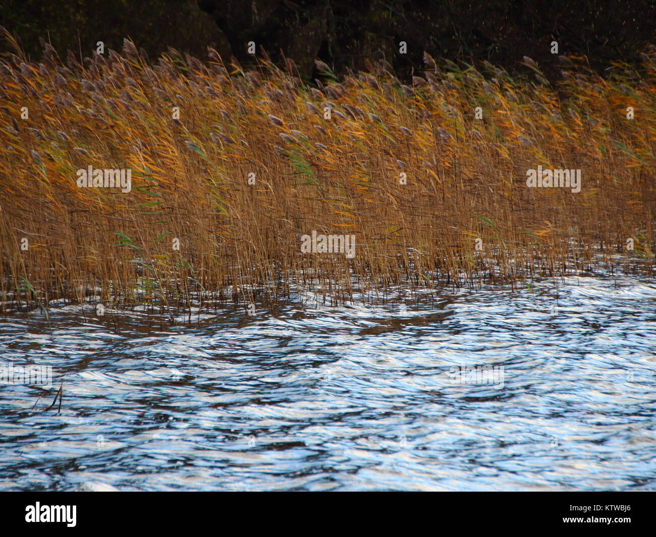 Reed seaside in autumn hi-res stock photography and images - Alamy