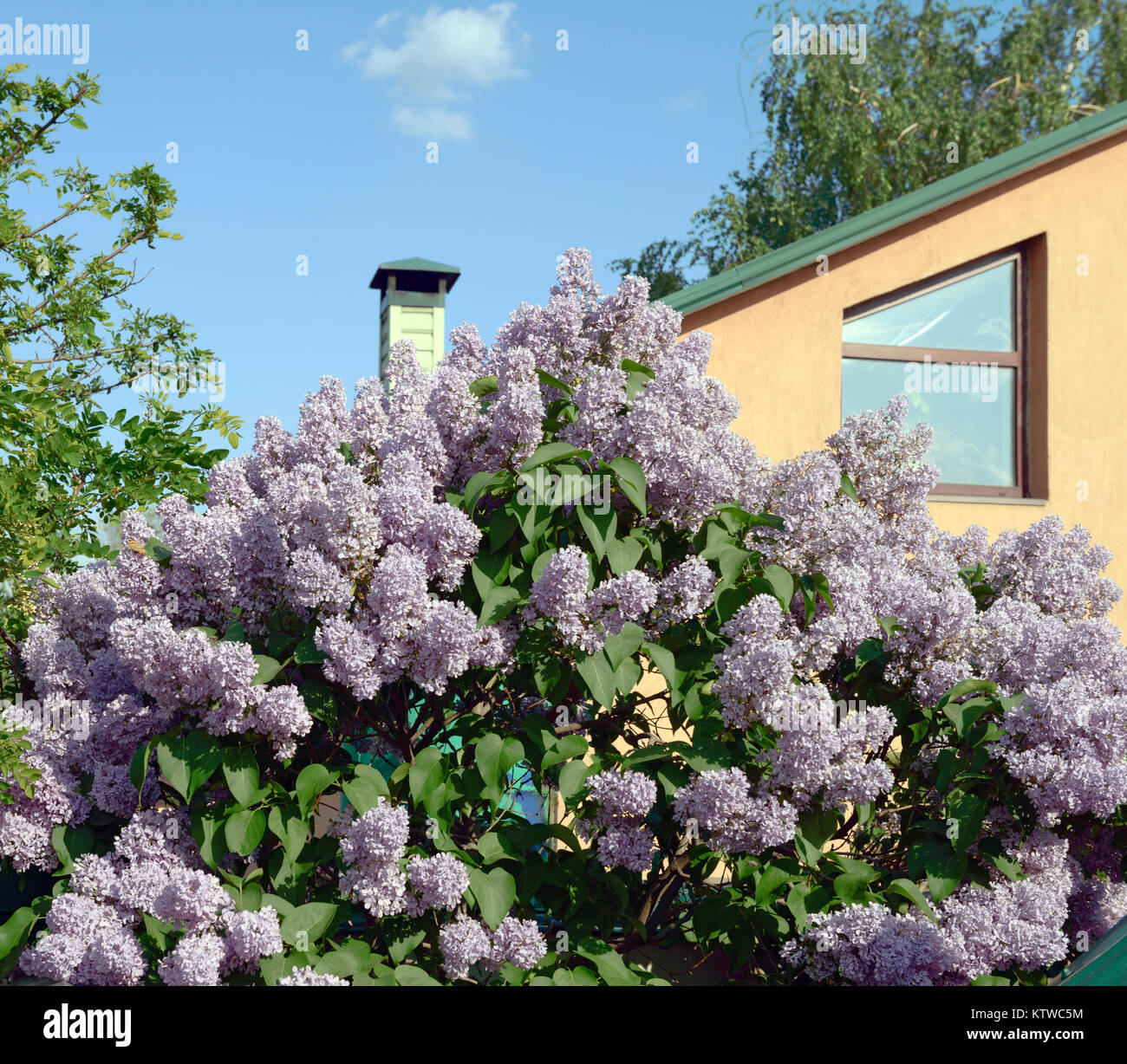 Close-up of flowering common lilac bush with many panicles and bright ...