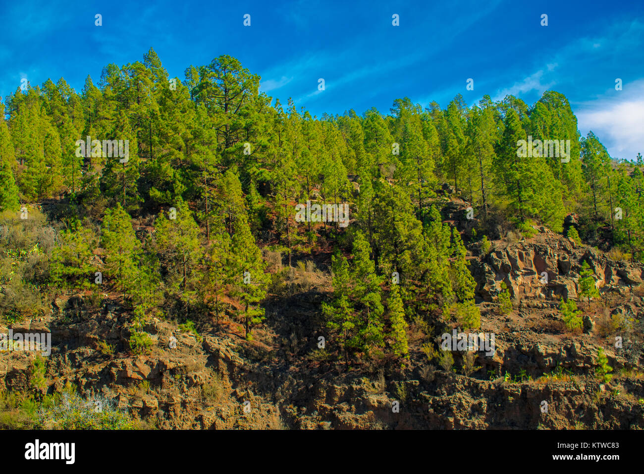 Canarian pine trees pinus canariensis hi-res stock photography and ...