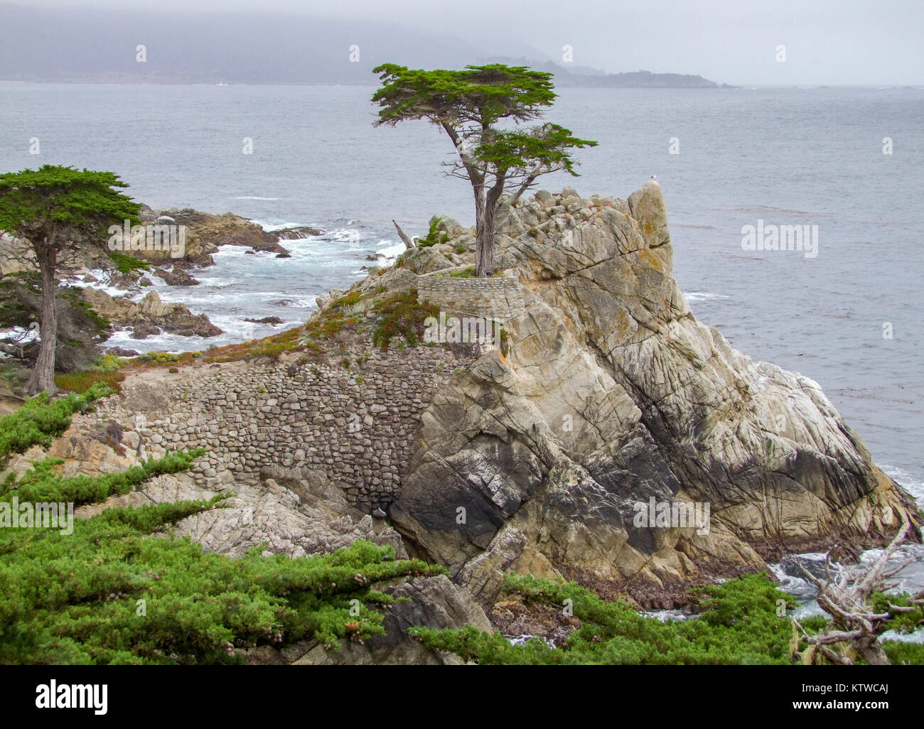 idyllic coastal scenery with plants and trees around the Monterey ...