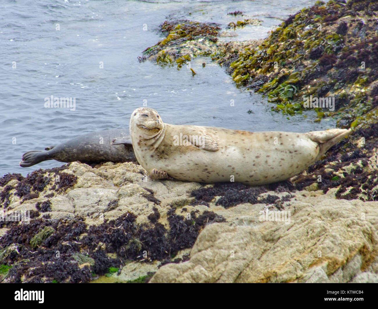 Seal monterey harbor hi-res stock photography and images - Alamy