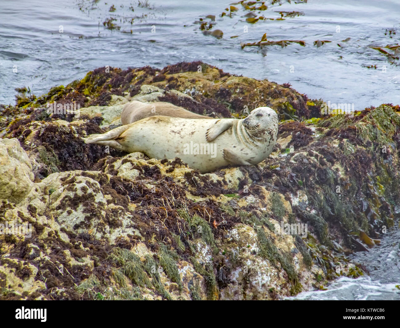 coastal scenery including some common seals around the Monterey ...