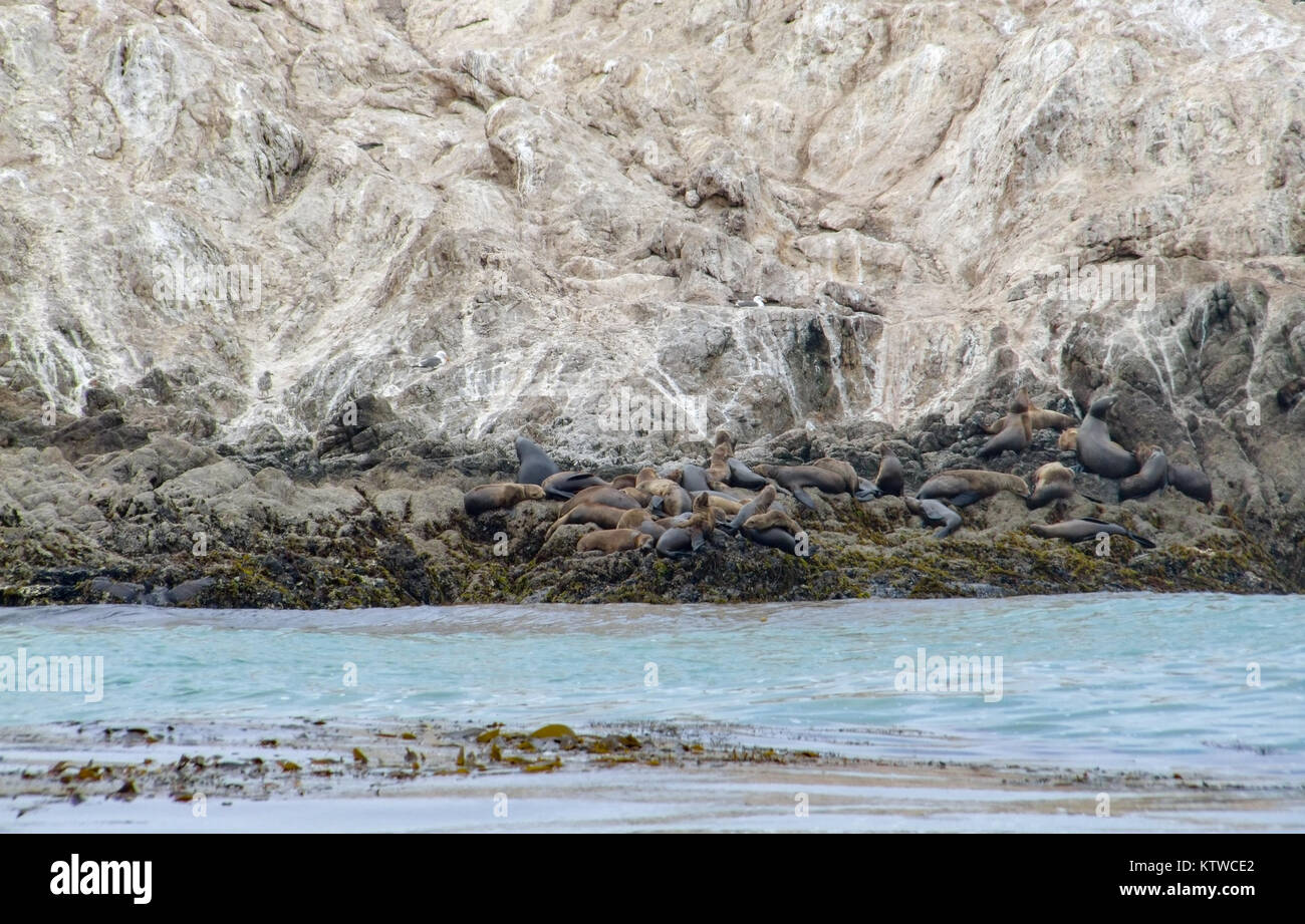 Lots of seals hi-res stock photography and images - Alamy