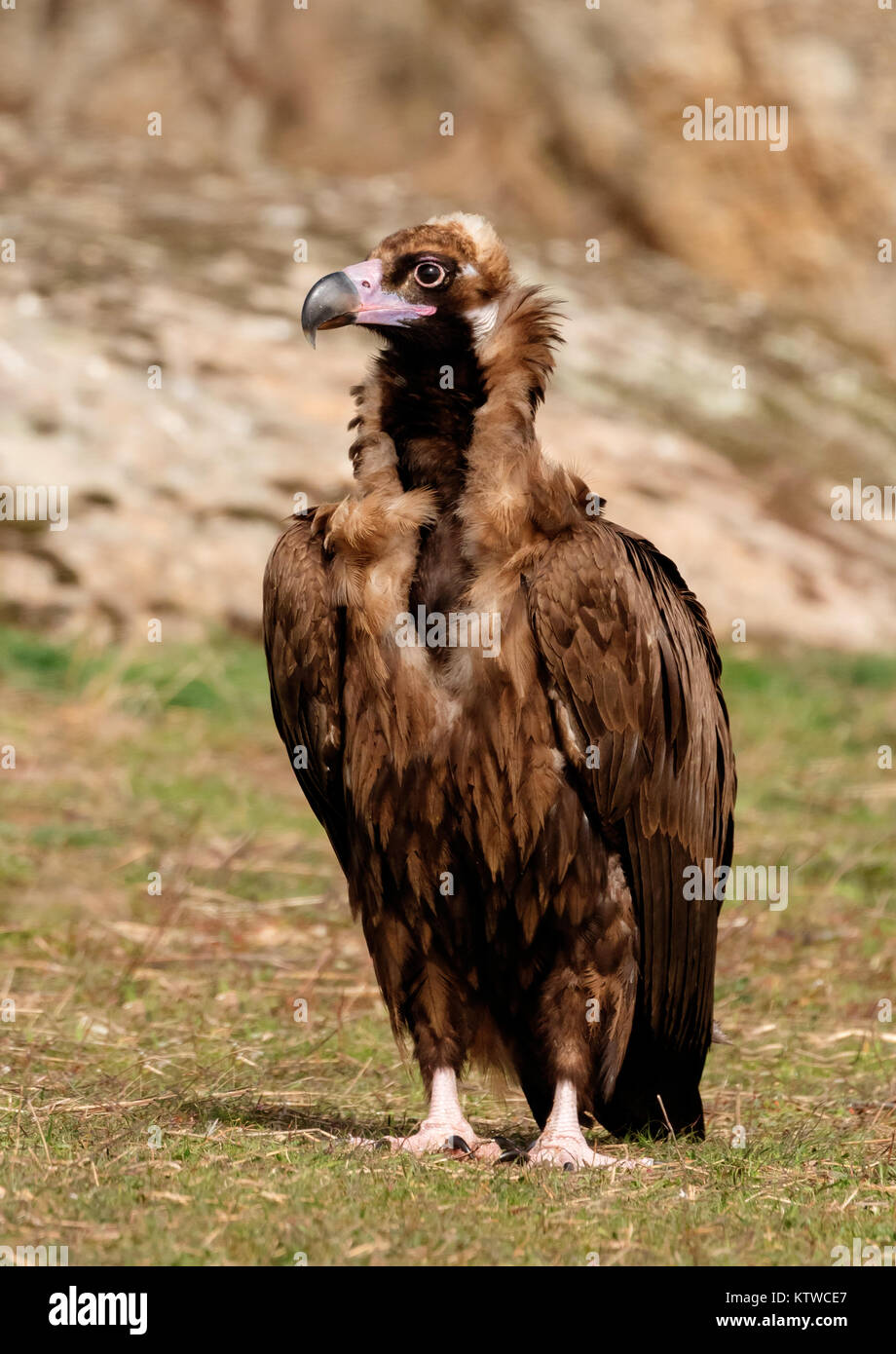 The majestic wild black vulture in its habitat Stock Photo - Alamy