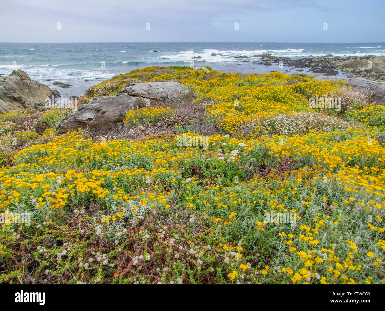 idyllic overgrown coastal scenery with various plants and flowers ...