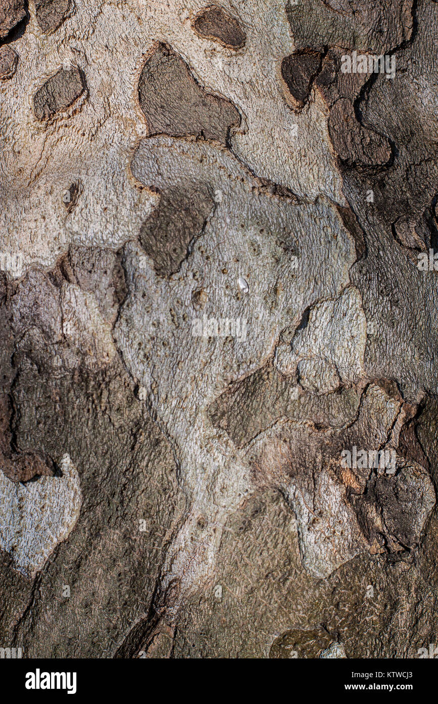 Dark brown bark texture background with natural pattern Stock Photo - Alamy