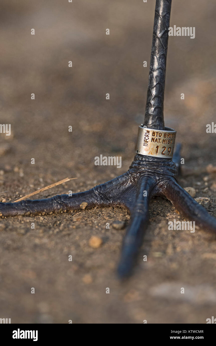 Leg ring hi-res stock photography and images - Alamy