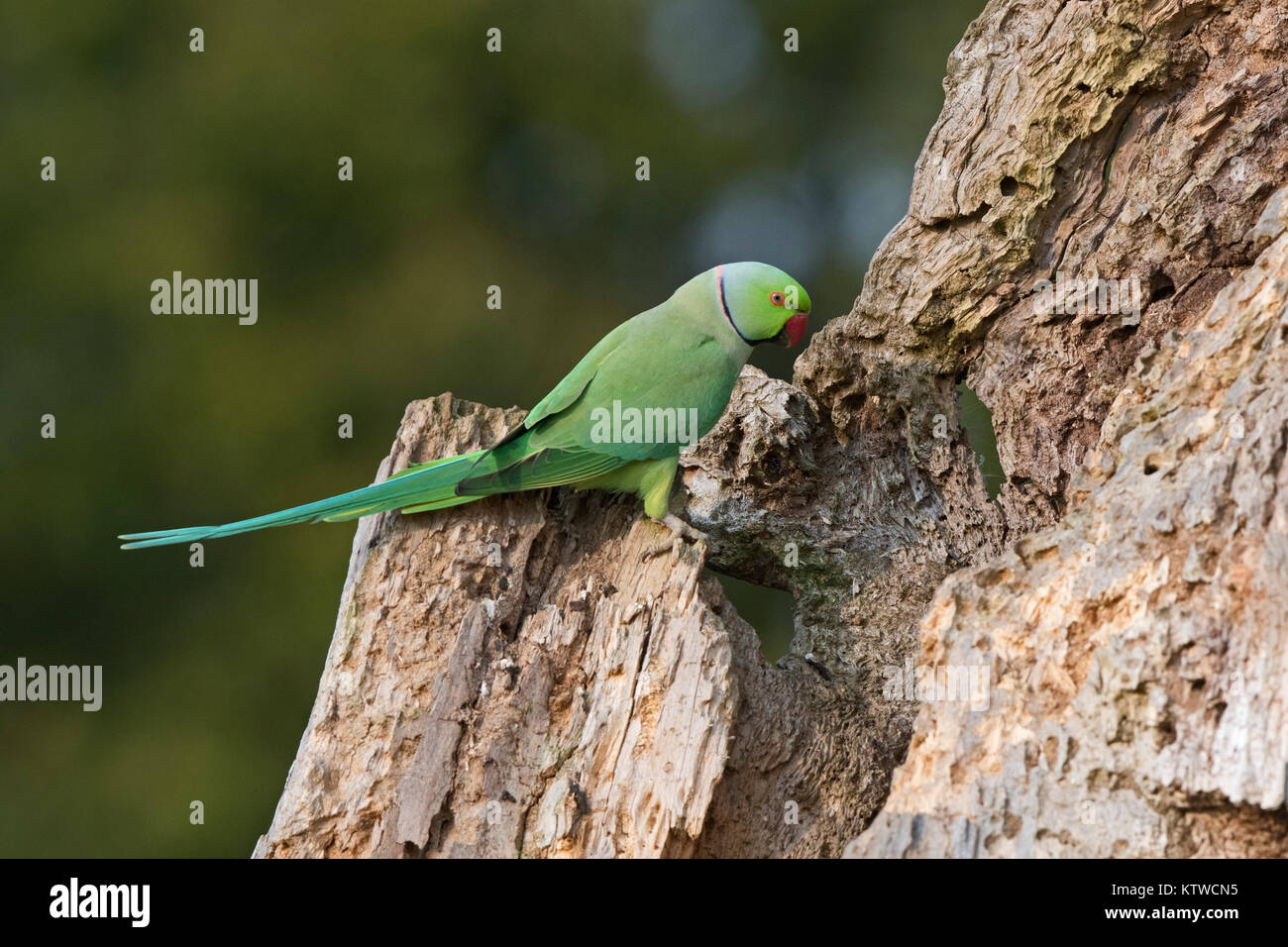 RING-NECKED PARAKEET PSITTACULA KRAMERI Bushy Park Greater London Stock ...