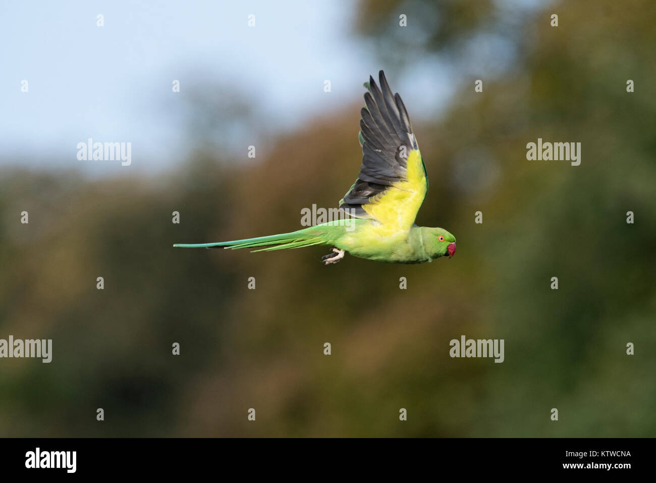 Ring necked parakeet hi-res stock photography and images - Alamy