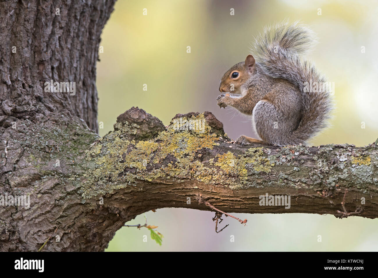 Grey (Eastern Gray Squirrel) Squirrel Sciurus carolinensis eating sweet ...