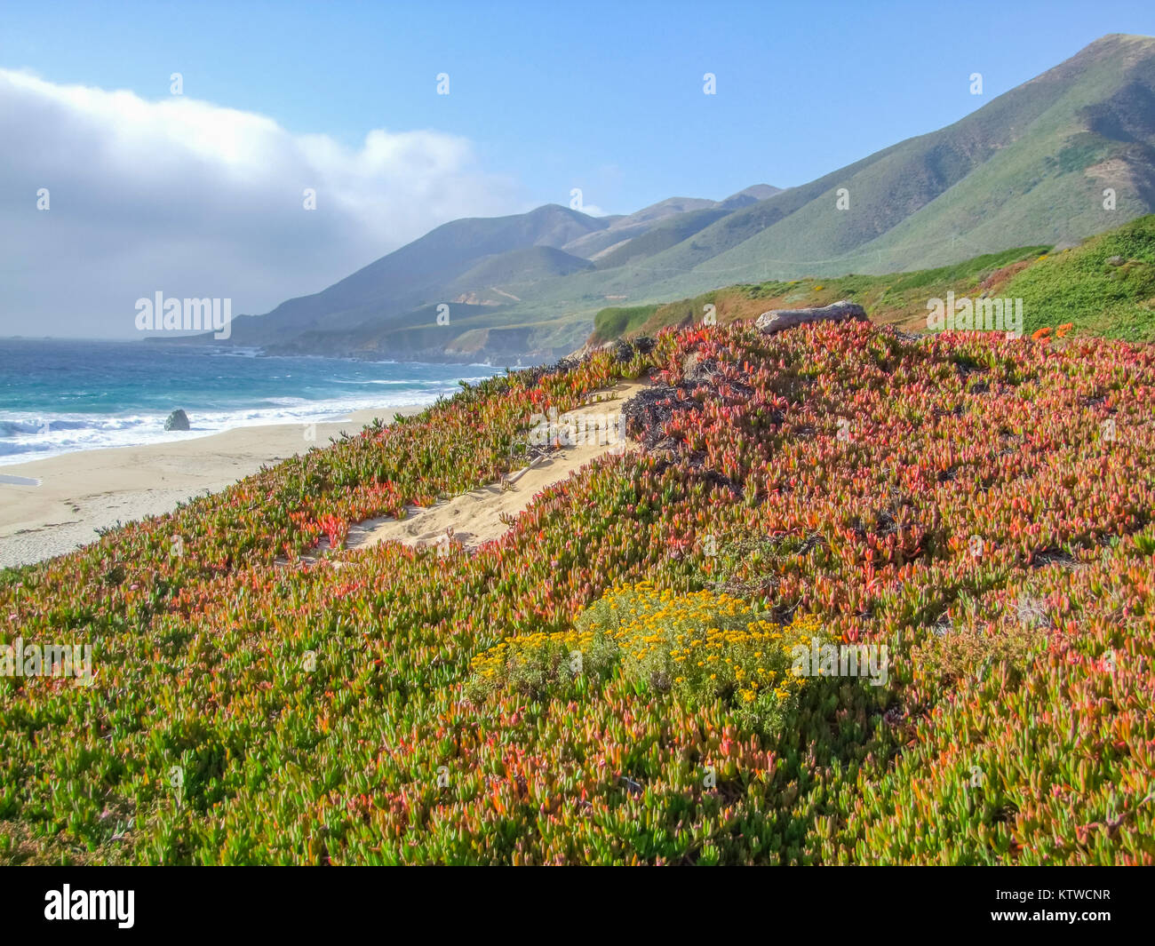 Overgrown flower hi-res stock photography and images - Alamy