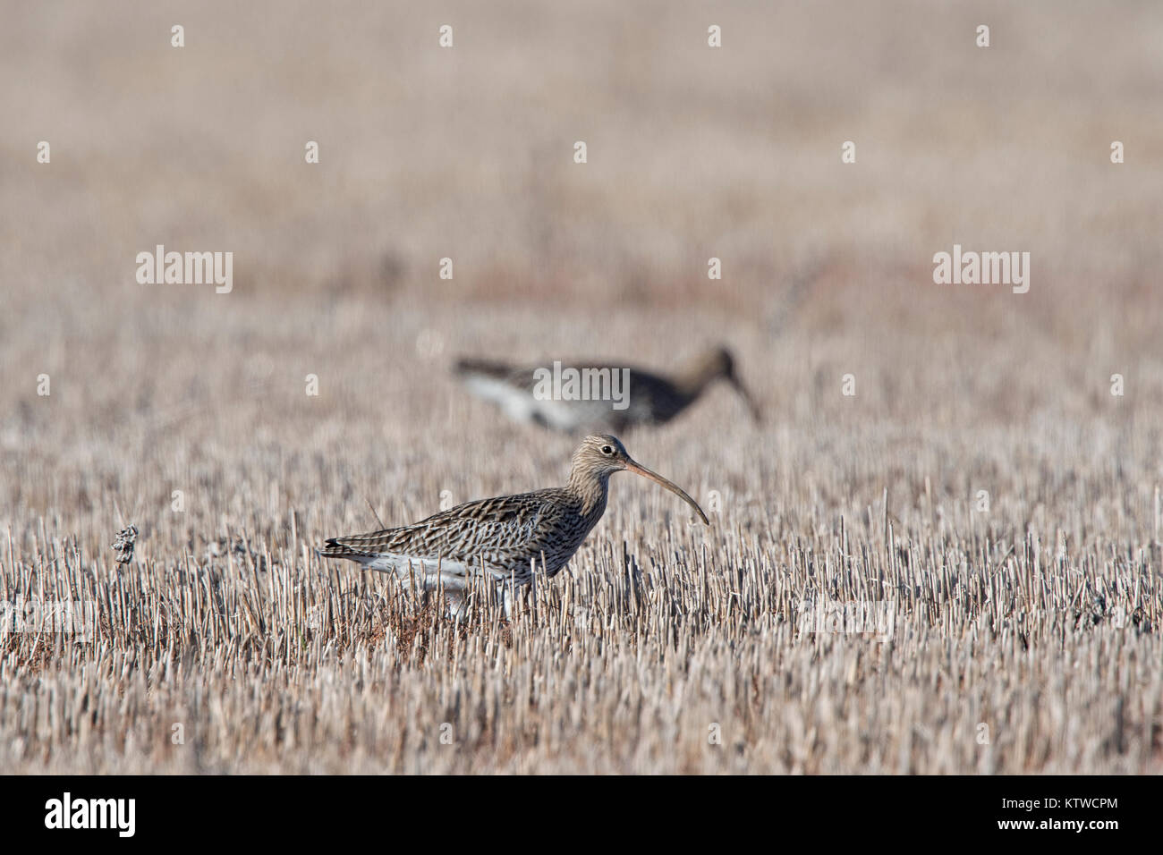 Eurasian Curlew Numenius arquata feeding in stubble field in winter ...