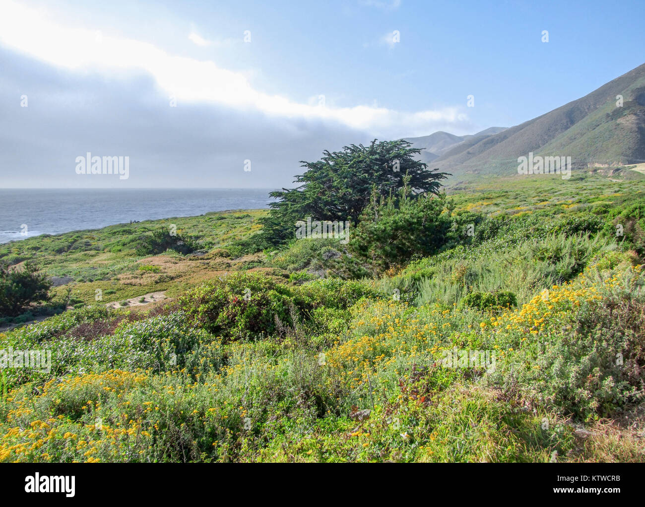 Overgrown flower hi-res stock photography and images - Alamy