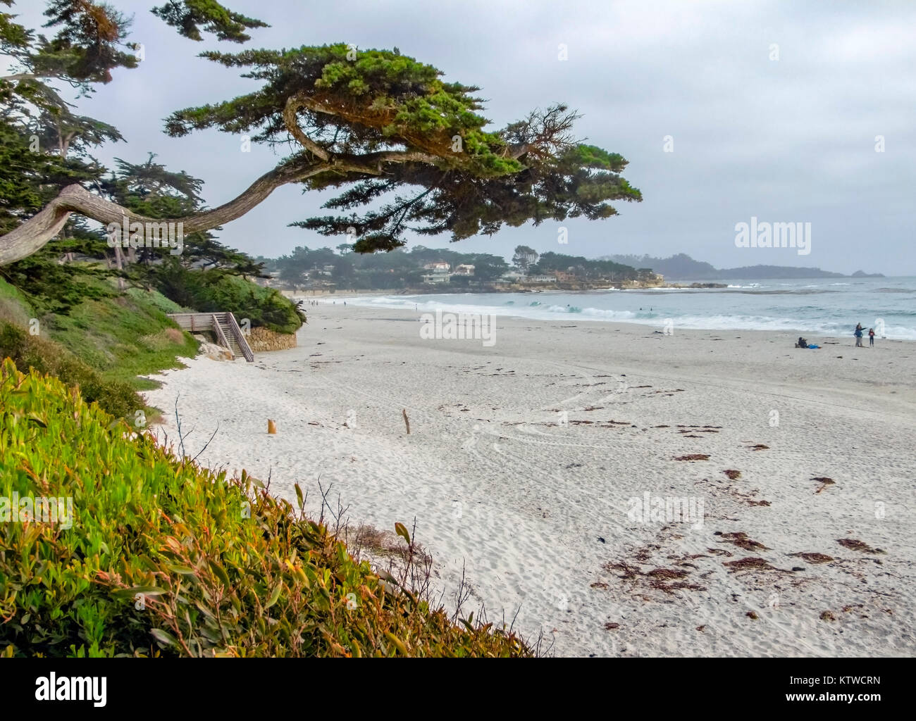 idyllic coastal scenery with plants and trees around the Monterey ...