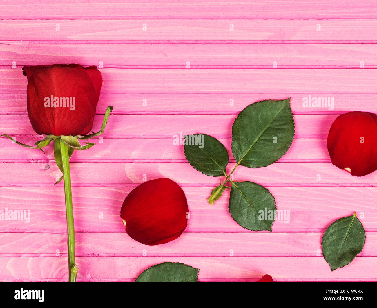 Valentines Day Traditional Romantic Red Roses On A Pink Background ...