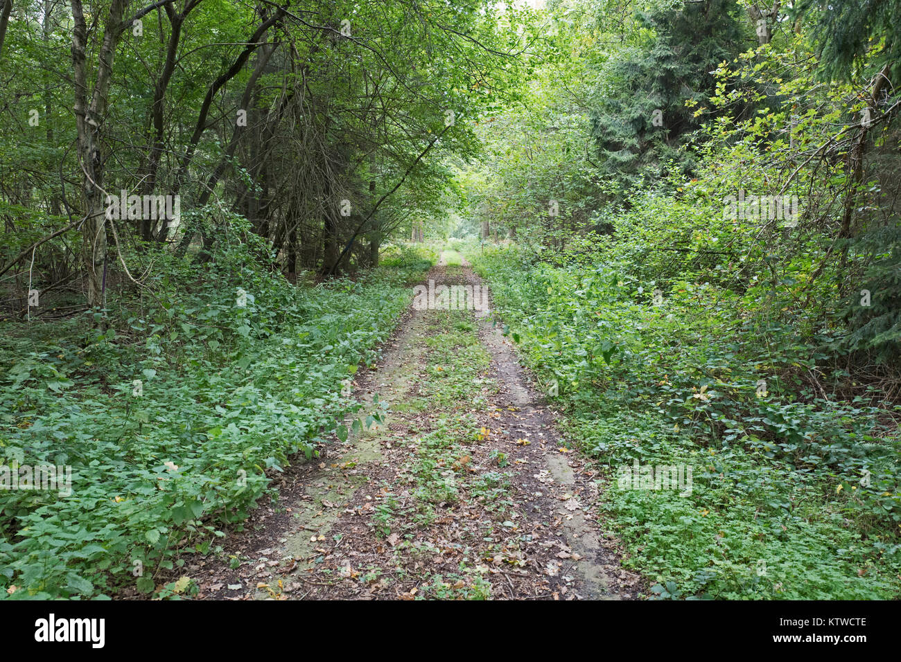 Woodland track through deciduous wood North Norfolk autumn Stock Photo ...