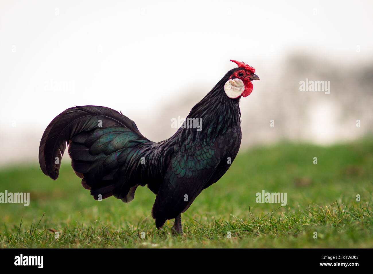 Black Bantam rooster Stock Photo - Alamy