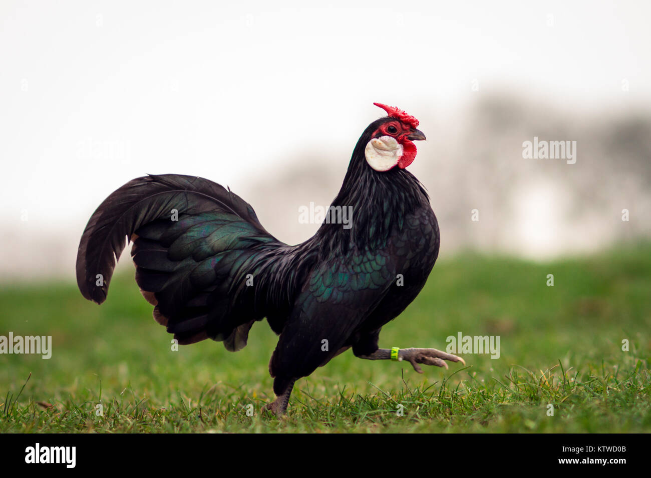 Black Bantam rooster Stock Photo - Alamy