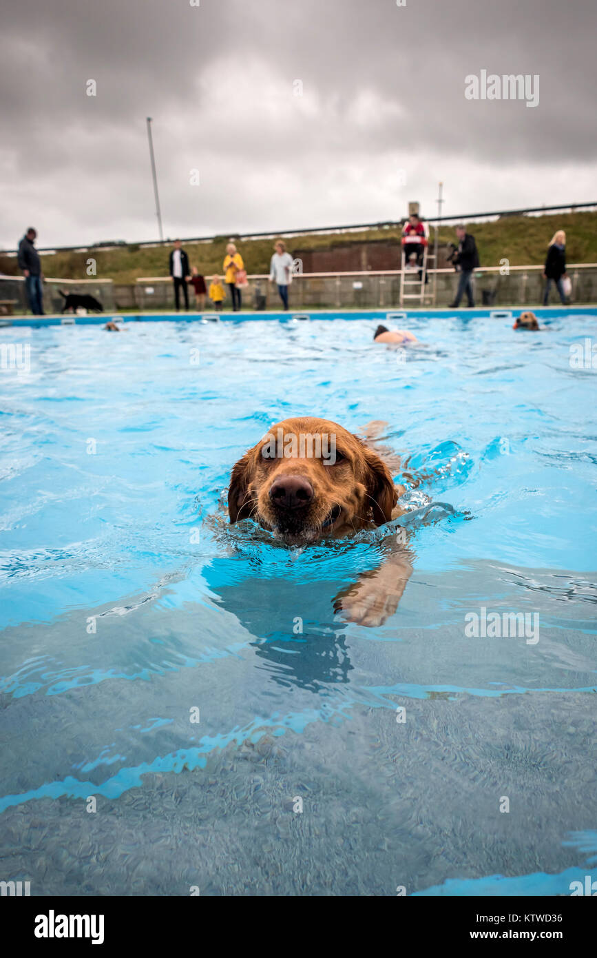 Saltdean Lido Dog High Resolution Stock Photography and Images - Alamy