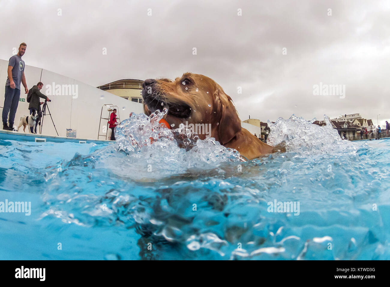 Saltdean Lido Dog High Resolution Stock Photography and Images - Alamy
