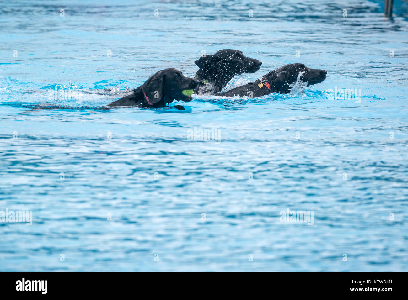 It was 'Swim With Your Dog' day at Saltdean Lido today (Saturday ...