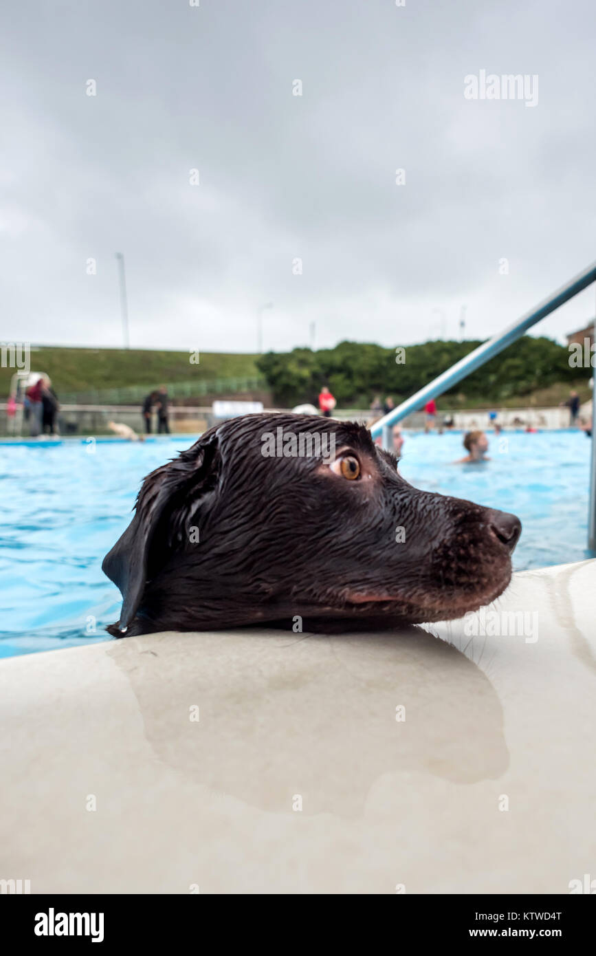 It was 'Swim With Your Dog' day at Saltdean Lido today (Saturday ...